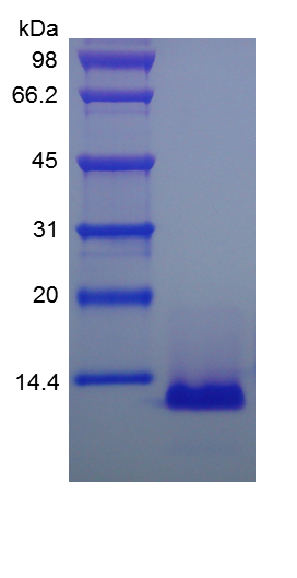 Recombinant Human Eotaxin-3/CCL26_上海普欣 高质量的蛋白生产商