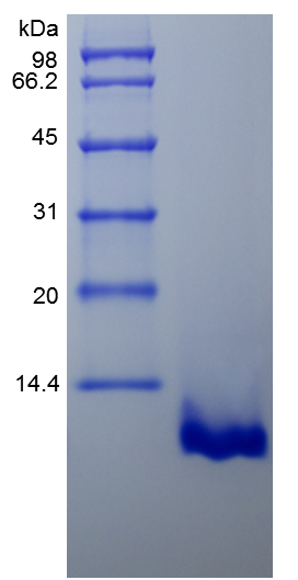 Recombinant Murine Macrophage-Derived Chemokine/CCL22_上海普欣 高质量的蛋白生产商