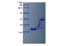 Recombinant Human Interleukin-17_上海普欣 高质量的蛋白生产商